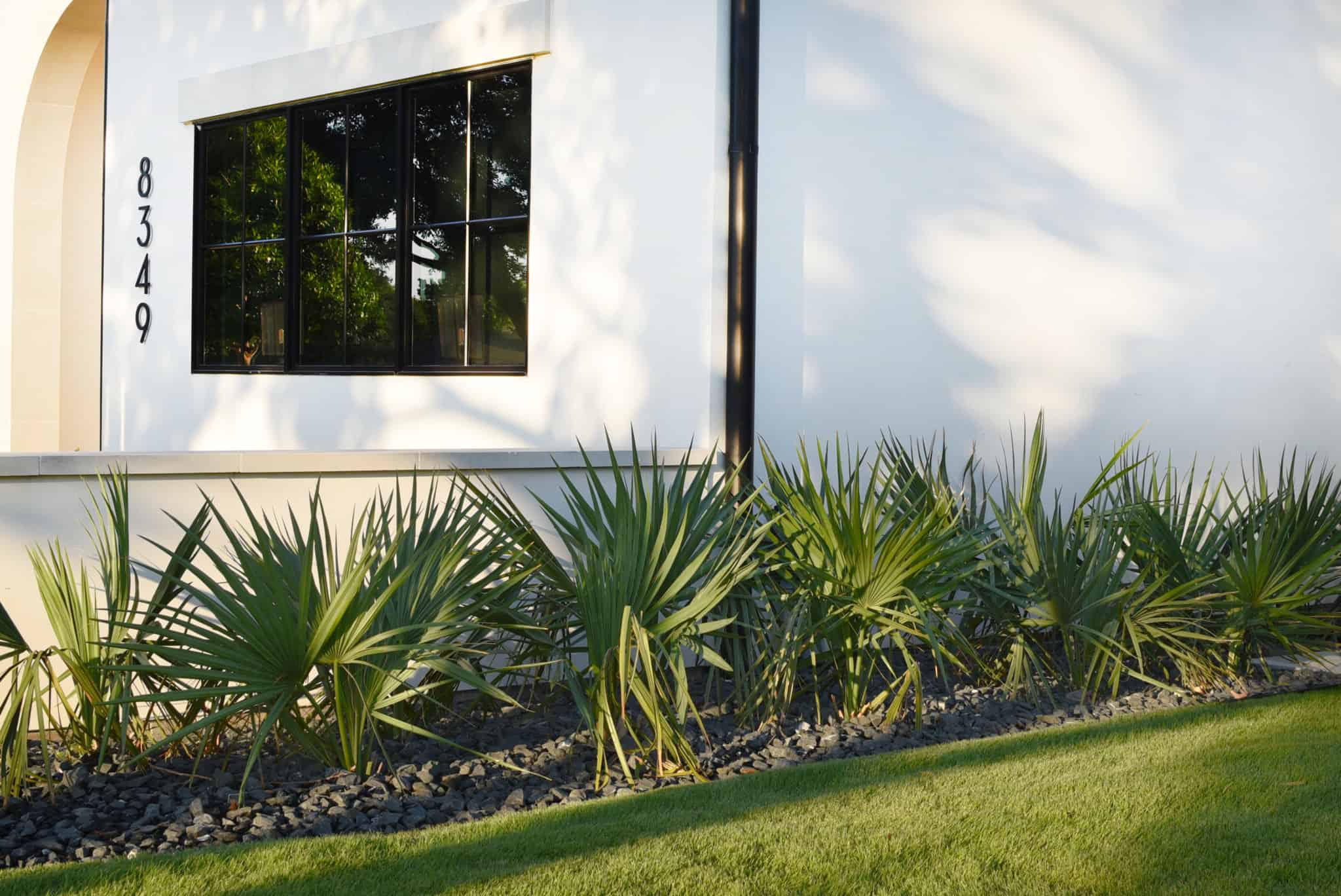 Plant of the Month: Dwarf Palmetto - Aquaterra